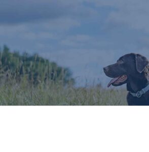 What Does Sentinel Spectrum Cover : Protecting your Pet with ...